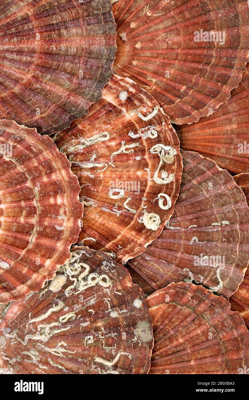 Scallop seashells forming an abstract background. Flat lay, top view ...