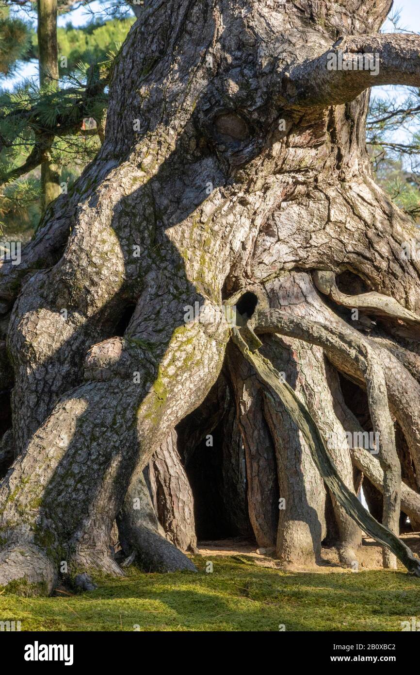 gnarled tree roots, Kenroku-en Garden, Kanazawa, Japan Stock Photo - Alamy