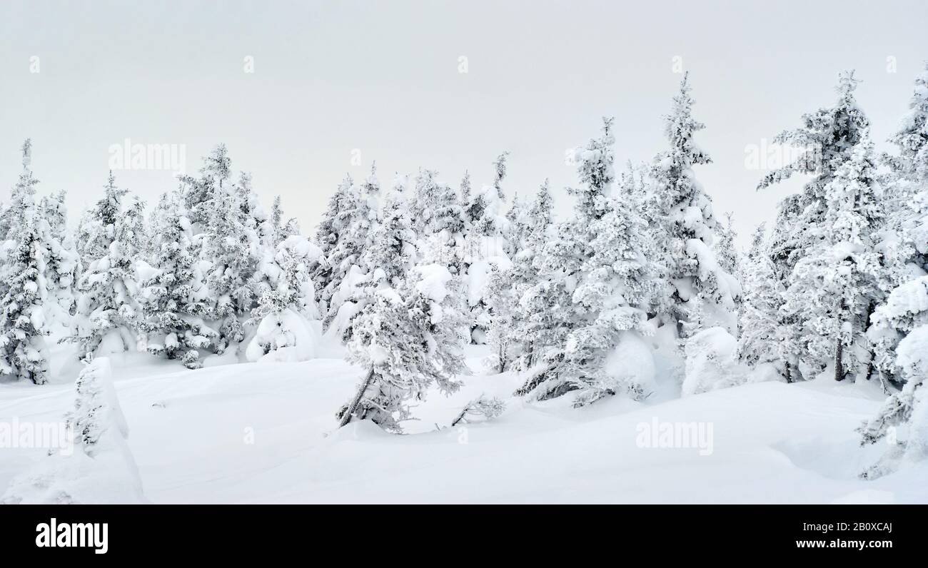 winter landscape - snowy alpine coniferous woodlands Stock Photo - Alamy