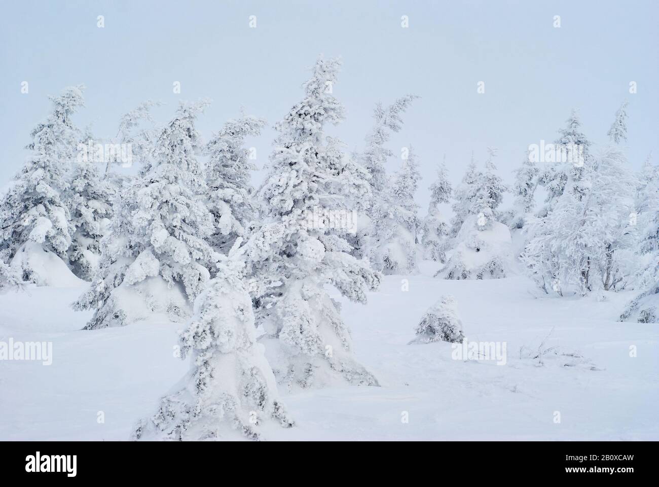 winter landscape - snowy alpine coniferous woodlands Stock Photo - Alamy
