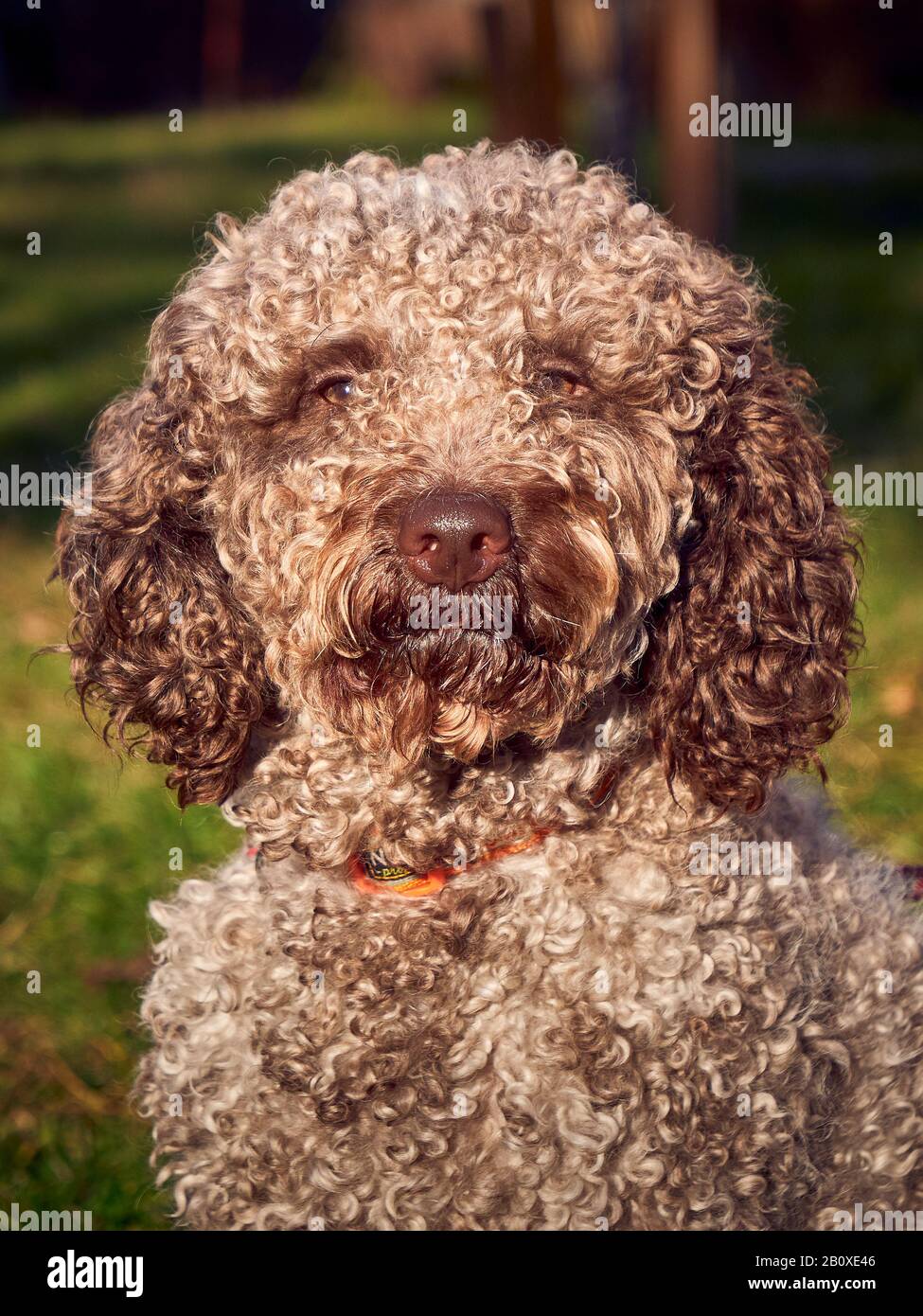 Italian gun dog hi-res stock photography and images - Alamy