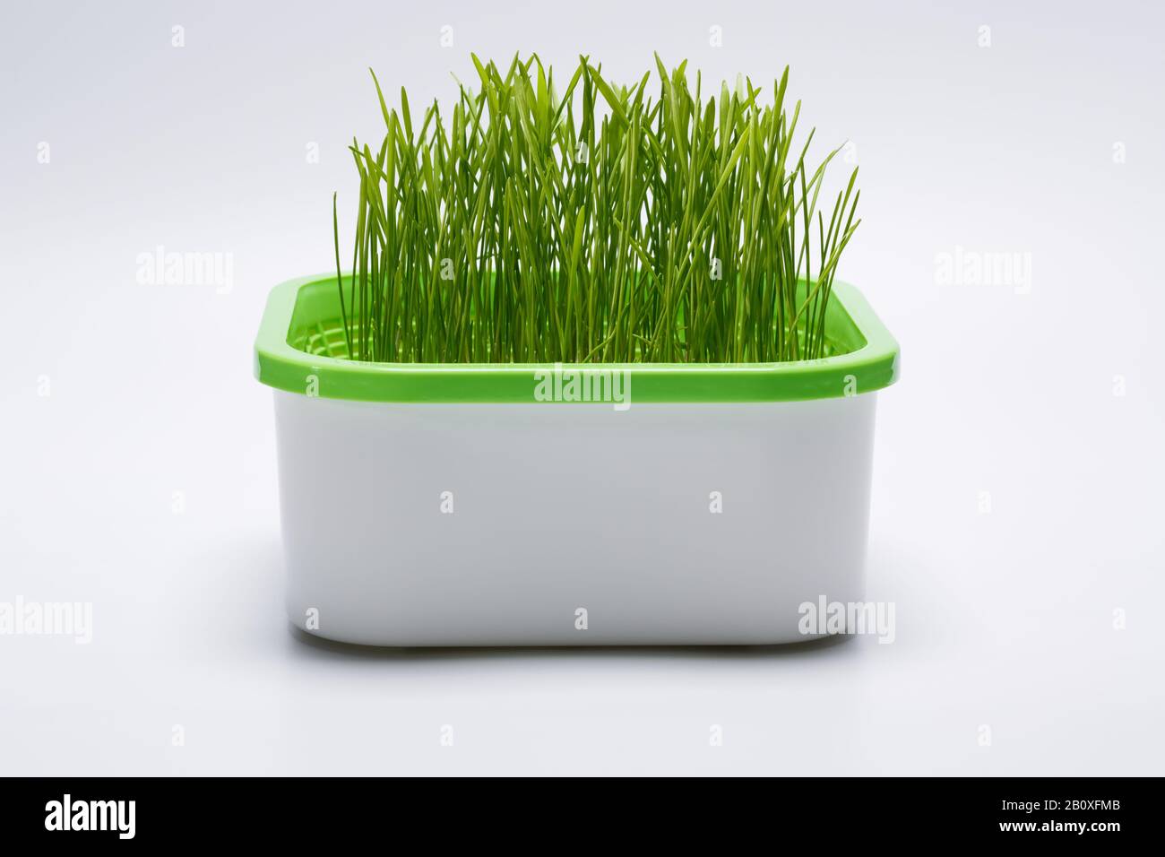 Green rye sprouts in plastic container isolated on white background ...
