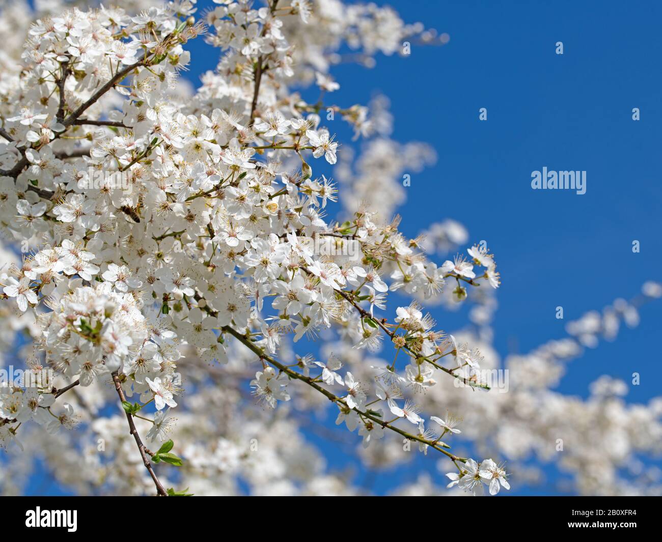 Wild plum tree hi-res stock photography and images - Alamy