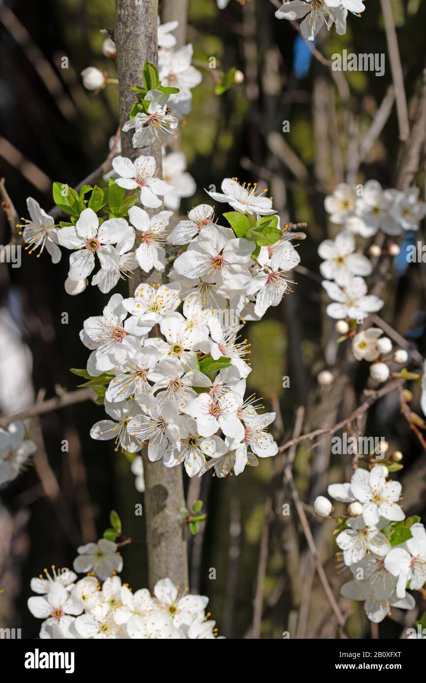 Wild plum tree hi-res stock photography and images - Alamy