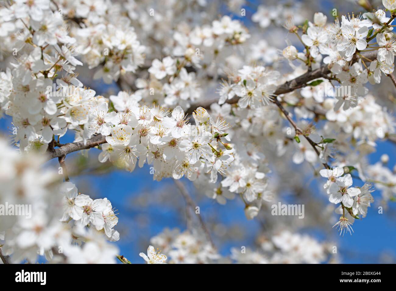 Flowering wild plum tree, Prunus cerasifera, in spring Stock Photo - Alamy