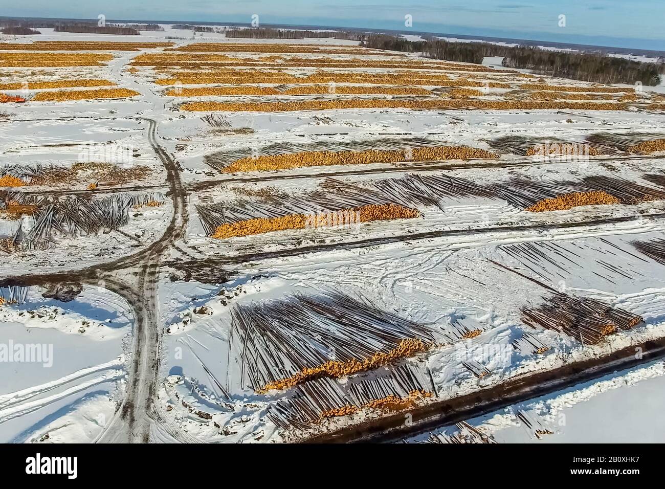 The felled trees lie under the open sky. Deforestation in Russia ...