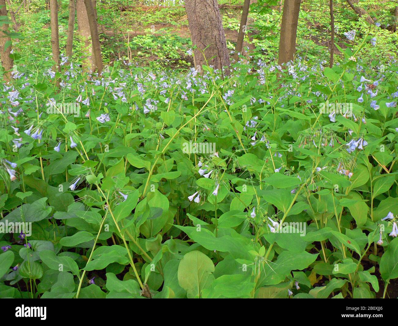 Bluebells, Three Creeks Metropark, Columbus, Ohio Stock Photo - Alamy