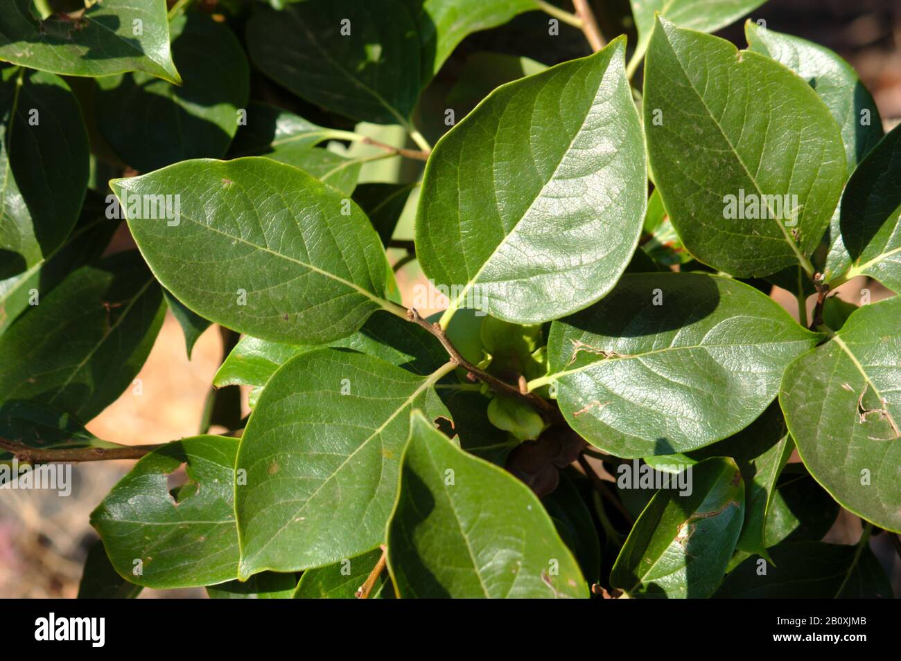 Persimmon tree leaves born in spring look healthy and vigorous under ...