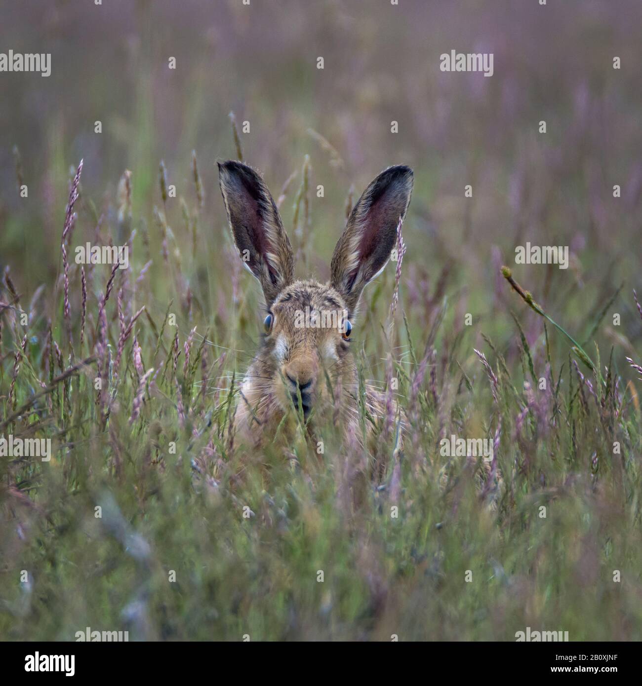 Hare eyes hi-res stock photography and images - Alamy