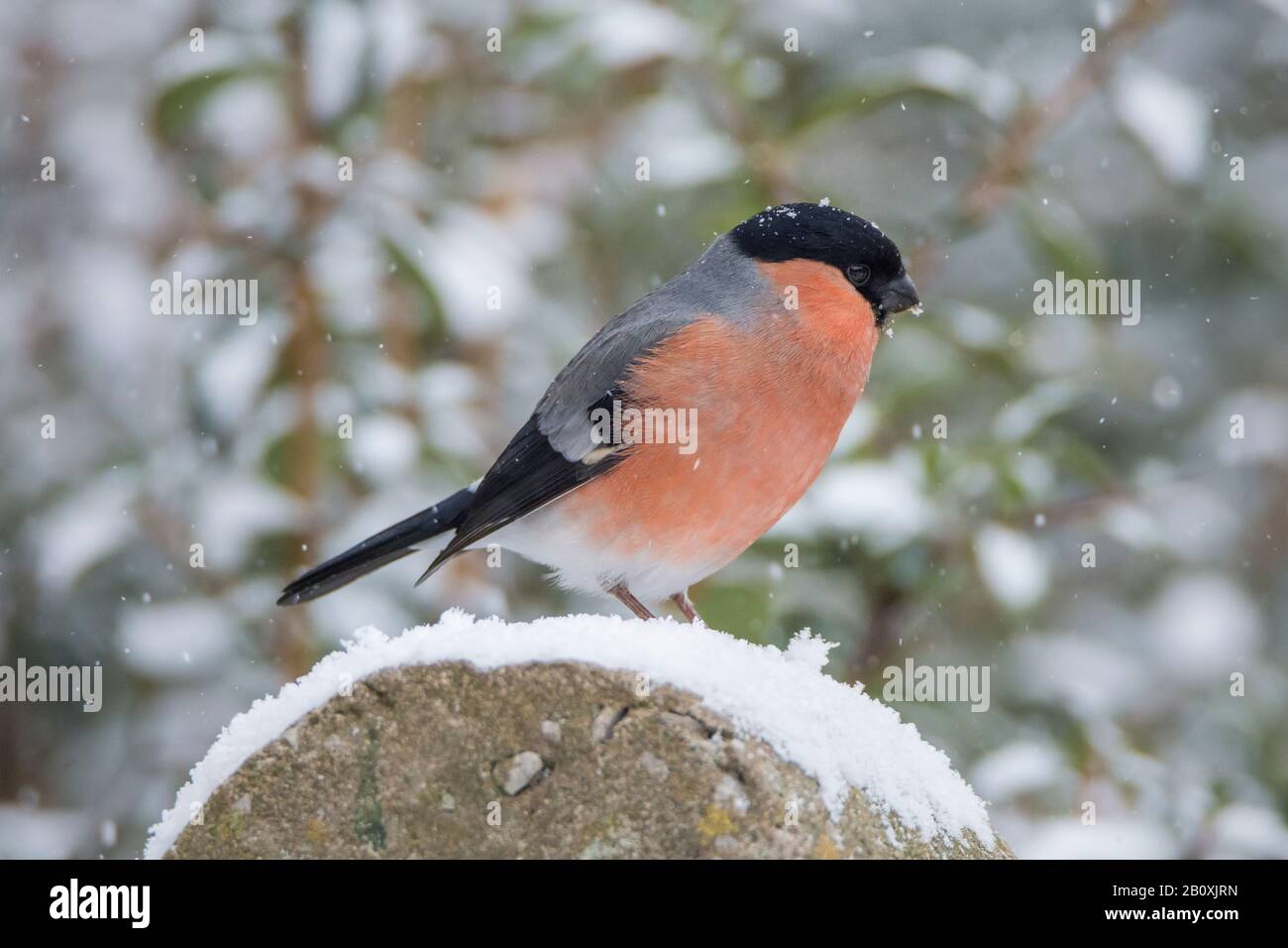Puffed bird snow hi-res stock photography and images - Alamy