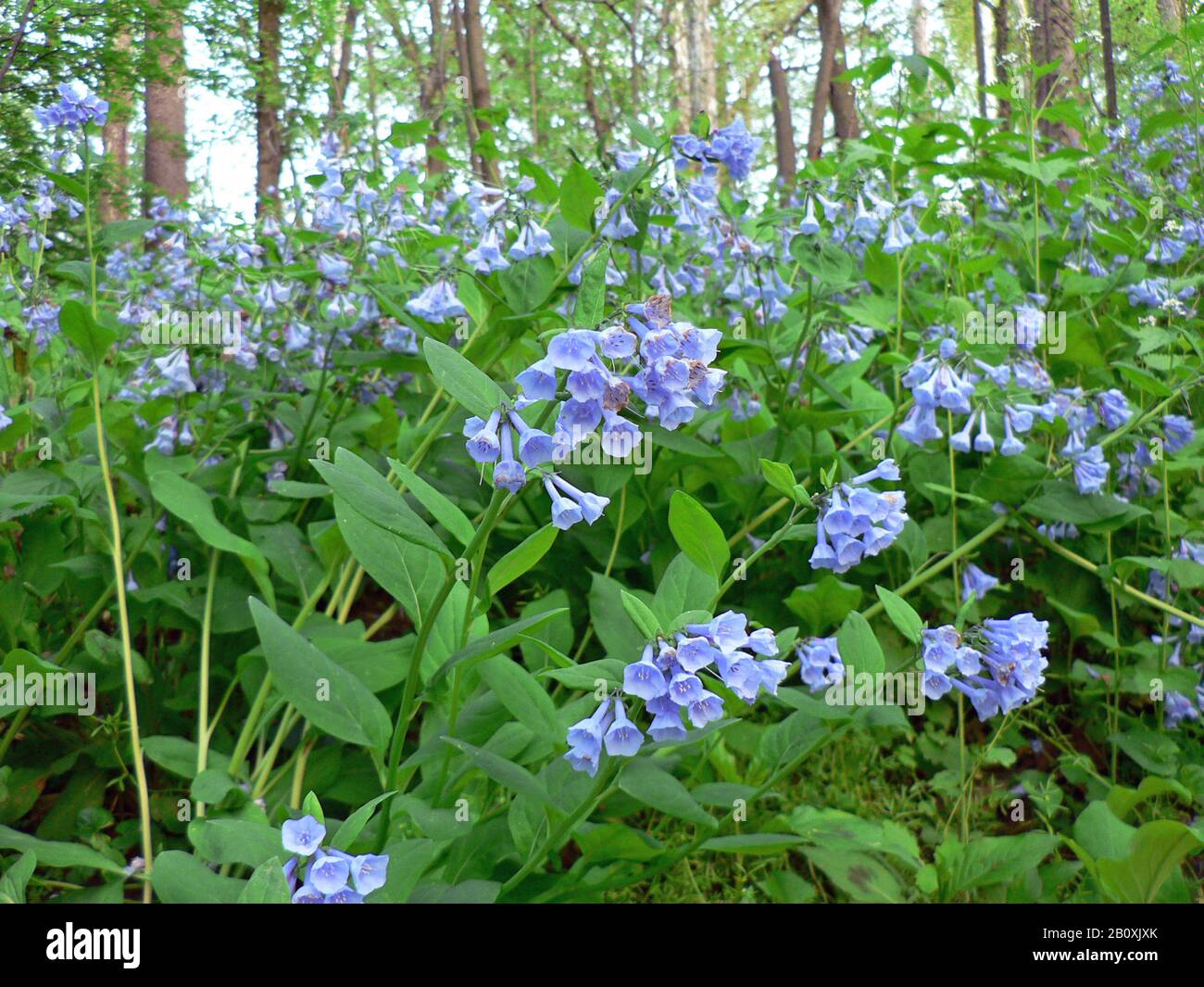 Bluebells, Three Creeks Metropark, Columbus, Ohio Stock Photo - Alamy