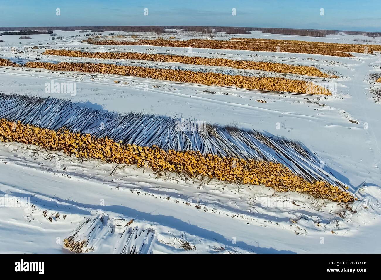 The felled trees lie under the open sky. Deforestation in Russia ...