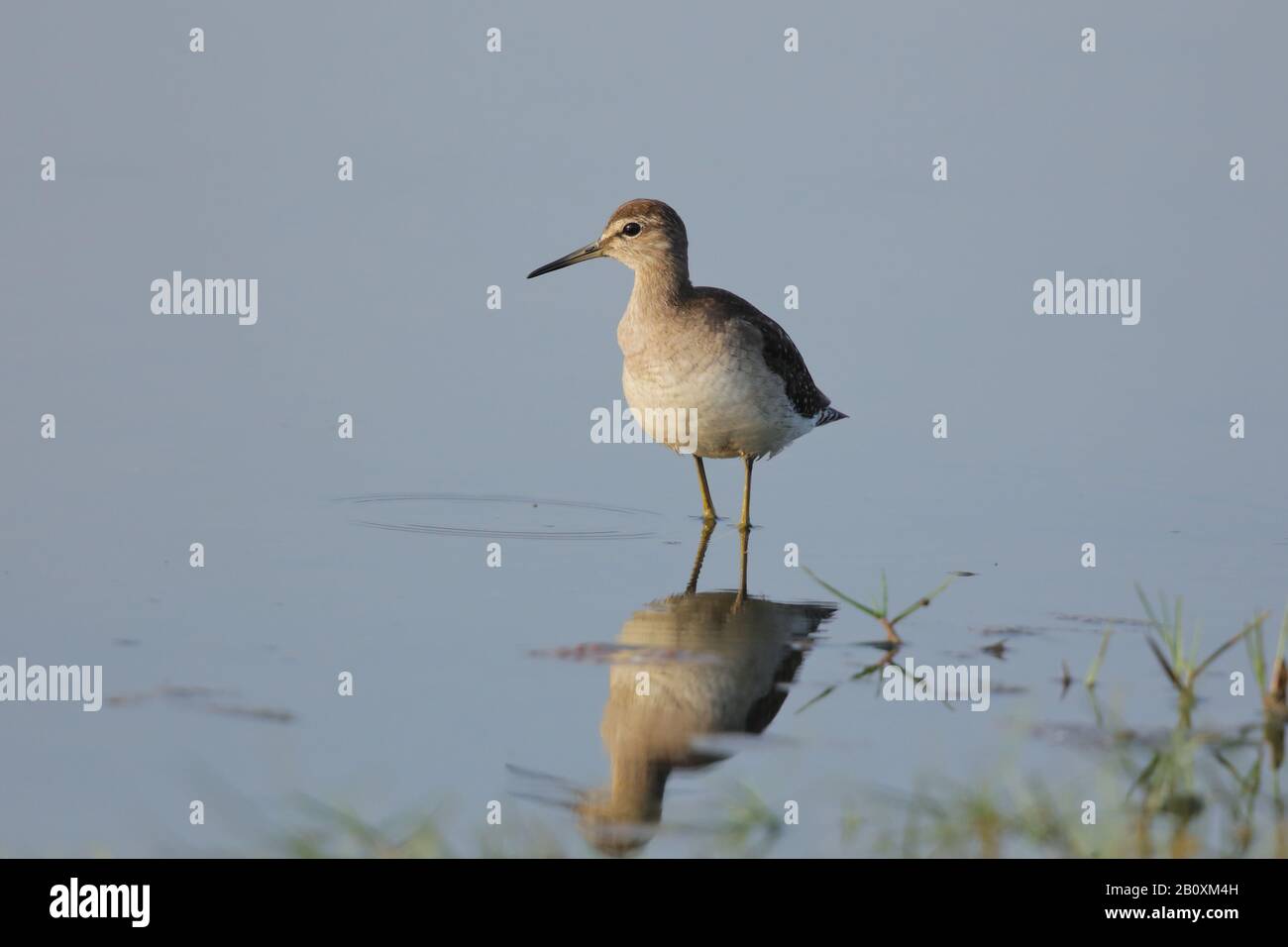 The wood sandpiper is a small wader. This Eurasian species is the ...
