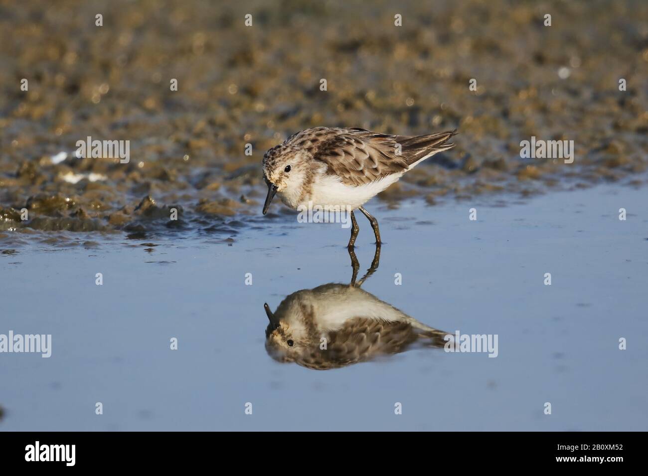 Breeds in the arctic hi-res stock photography and images - Alamy