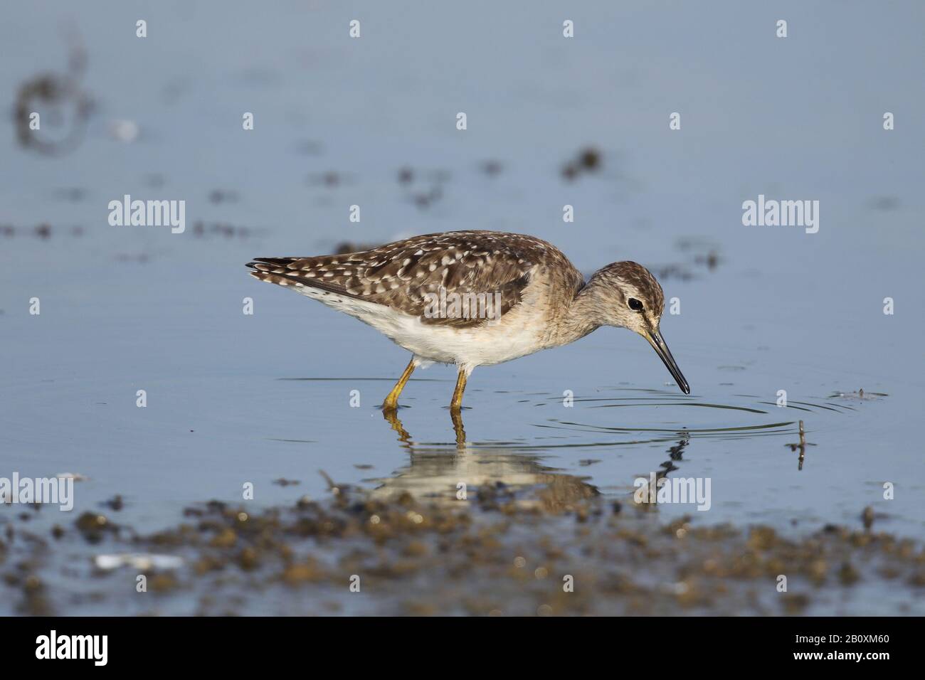 The wood sandpiper is a small wader. This Eurasian species is the ...