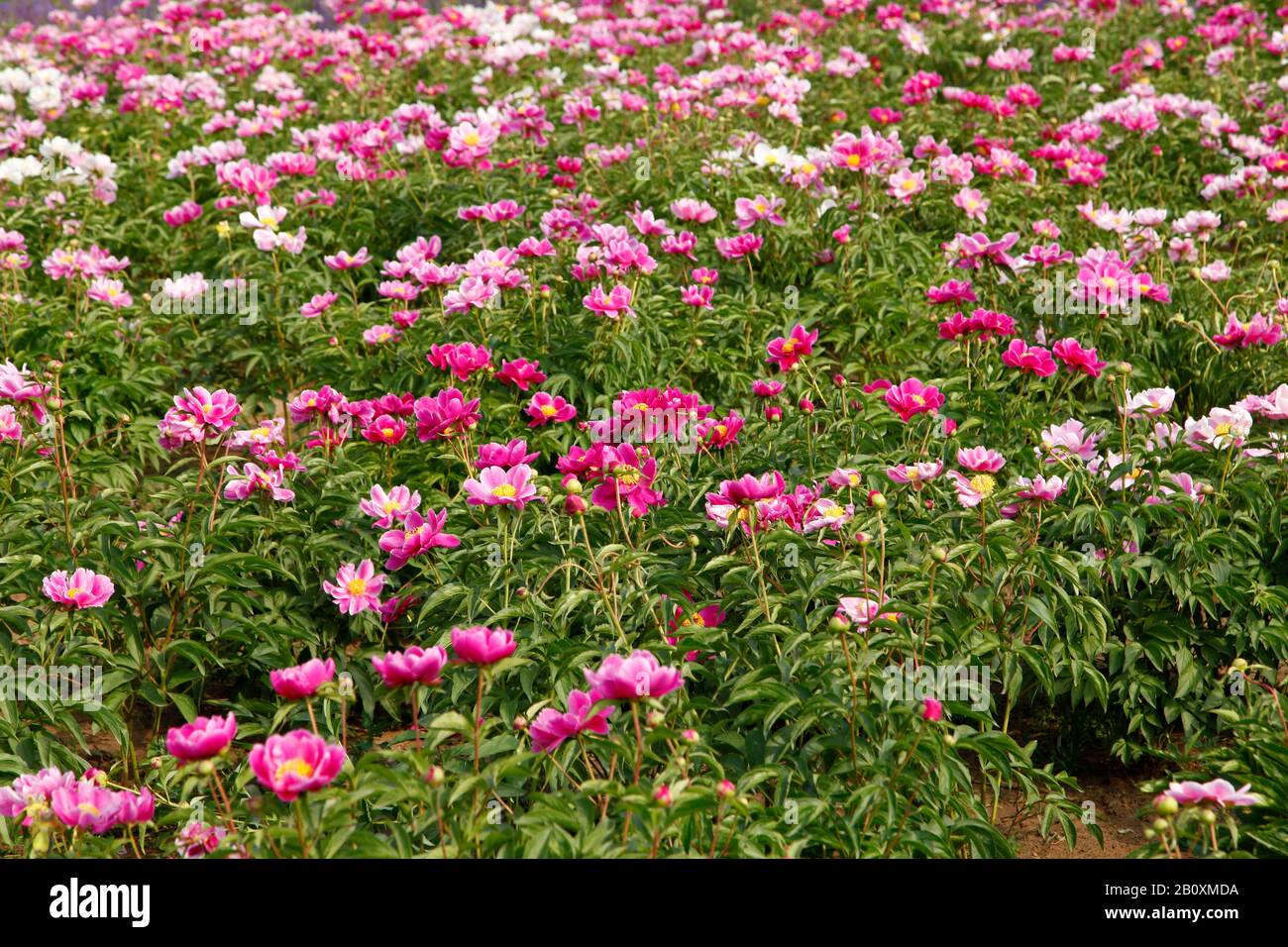The peony flowers in the park, bright-coloured color, very beautiful ...