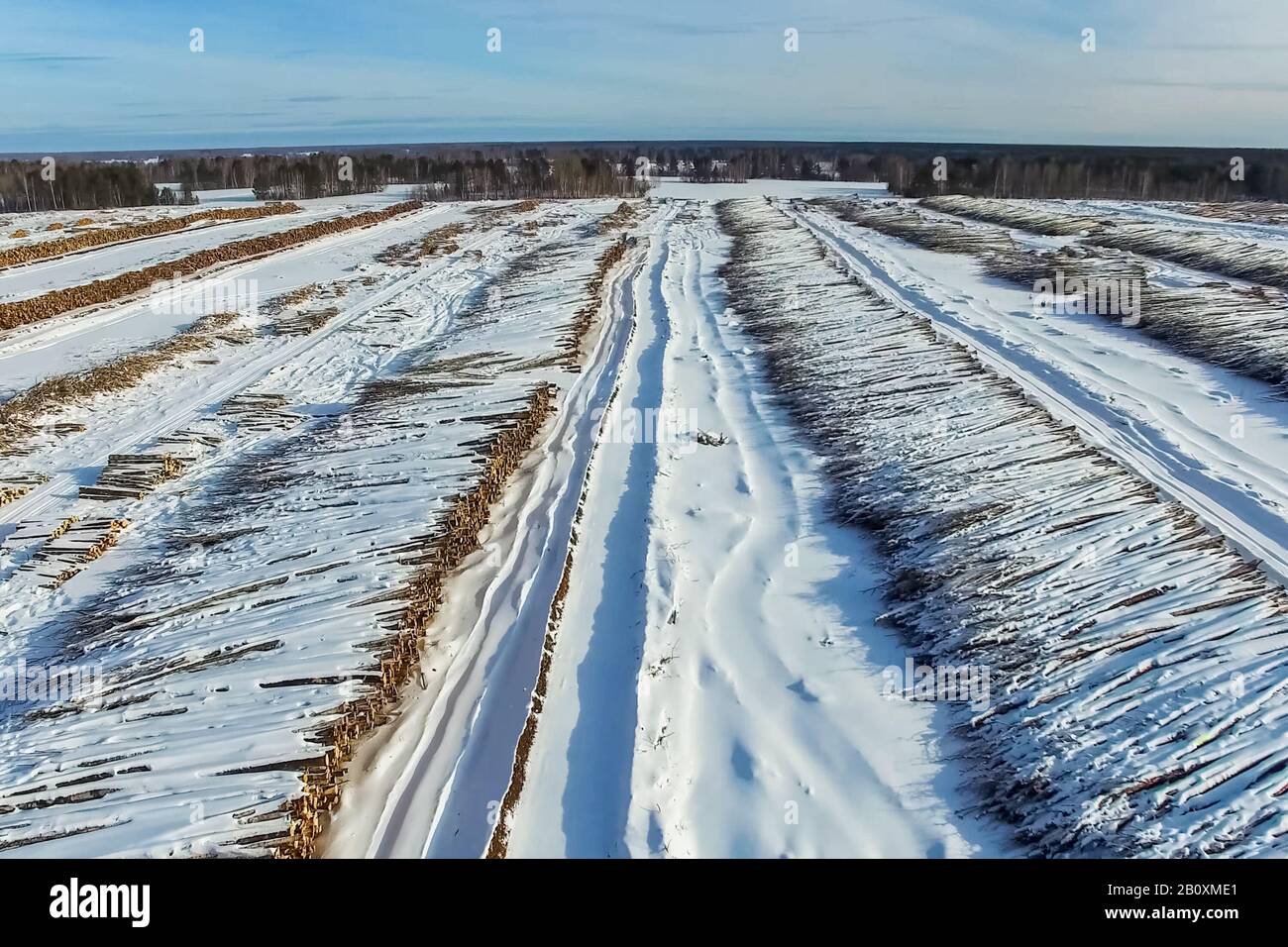 The felled trees lie under the open sky. Deforestation in Russia ...