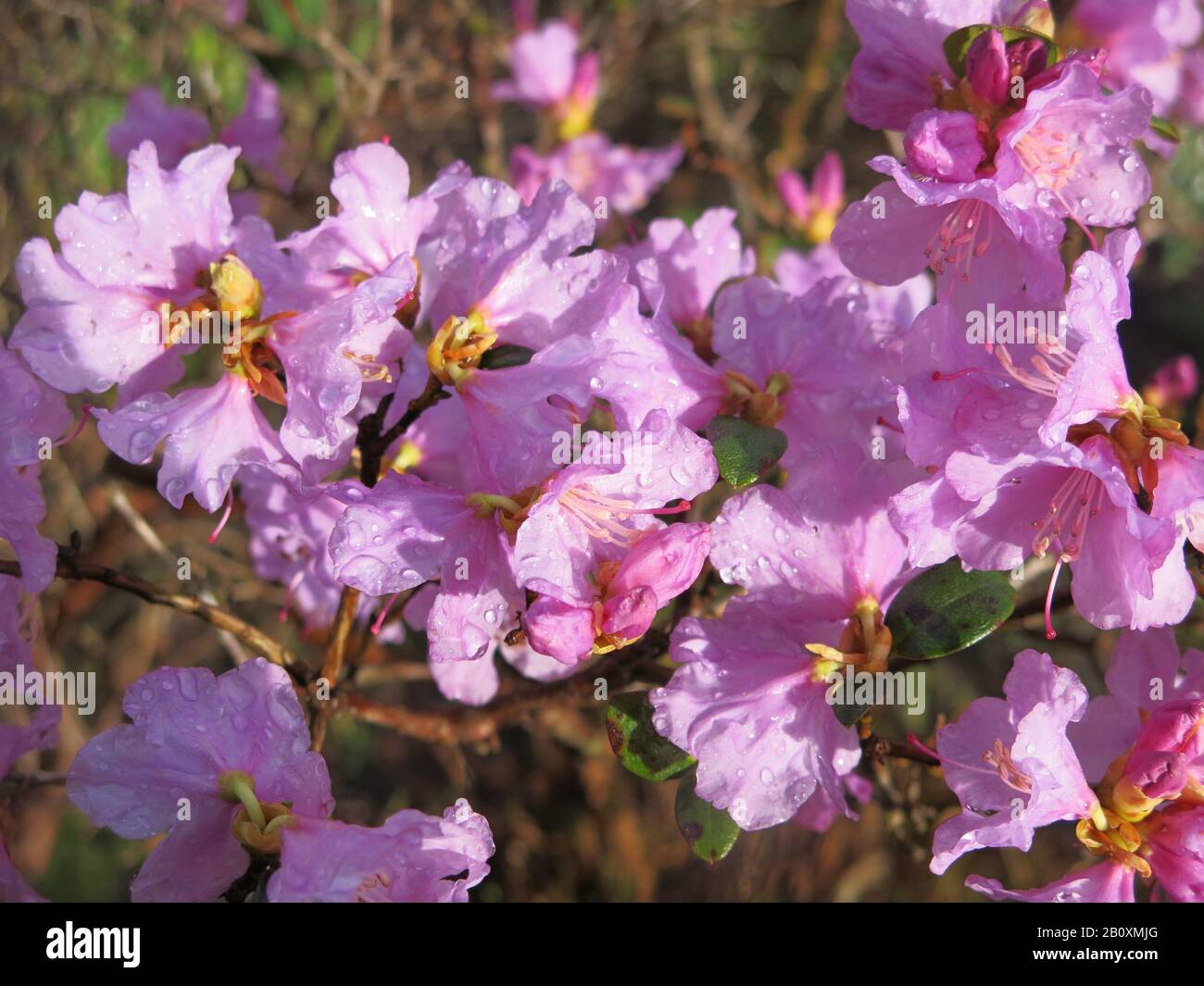 Close-up of the vivid pink flowers of rhododendron praecox, one of the ...