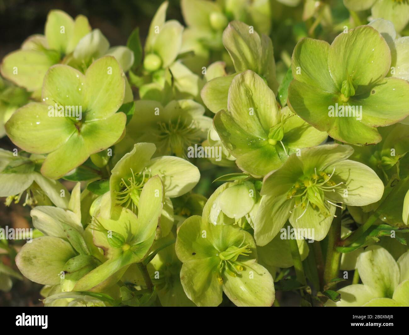 Close-up of the creamy yellow flowers of the winter flowering shrub ...