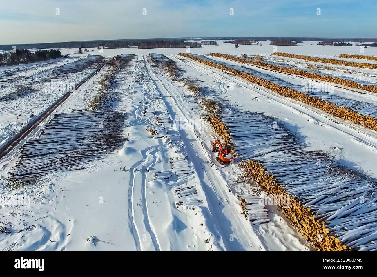 The felled trees lie under the open sky. Deforestation in Russia ...