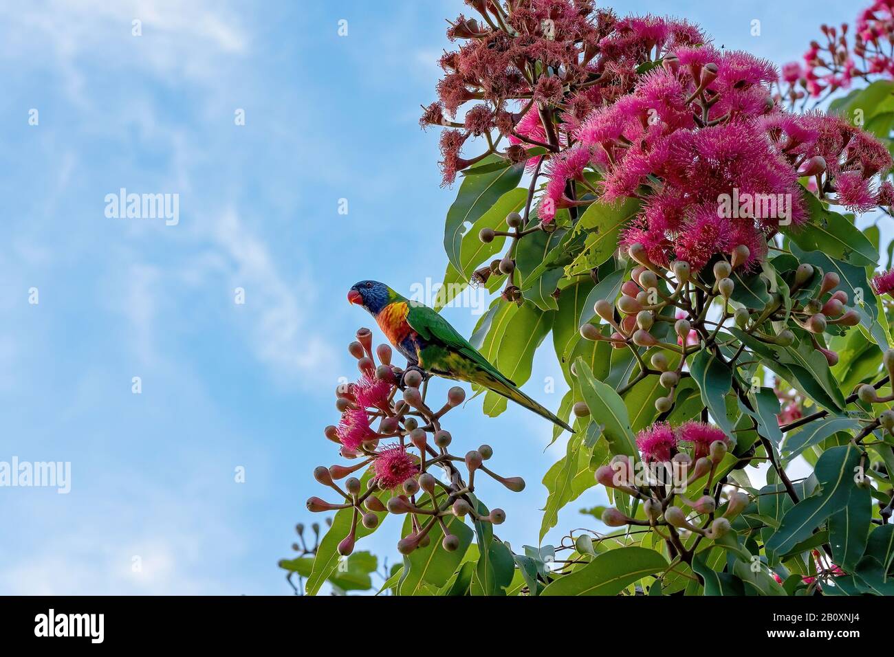 A rainbow lorikeet sitting on a pink flowering gum nut tree, isolated ...