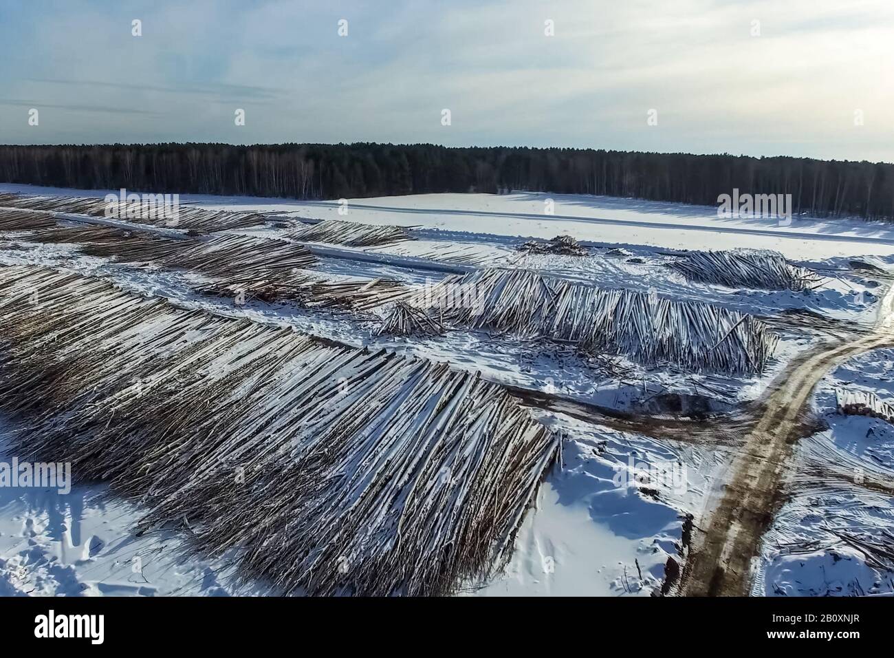 Cut trees siberia hi-res stock photography and images - Alamy
