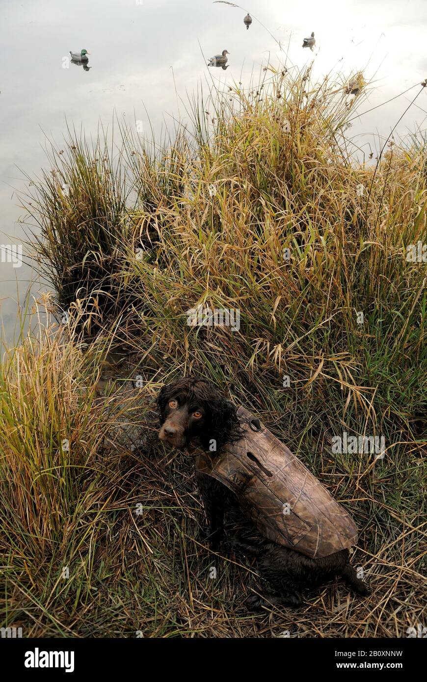 Boykin spaniel hi-res stock photography and images - Alamy