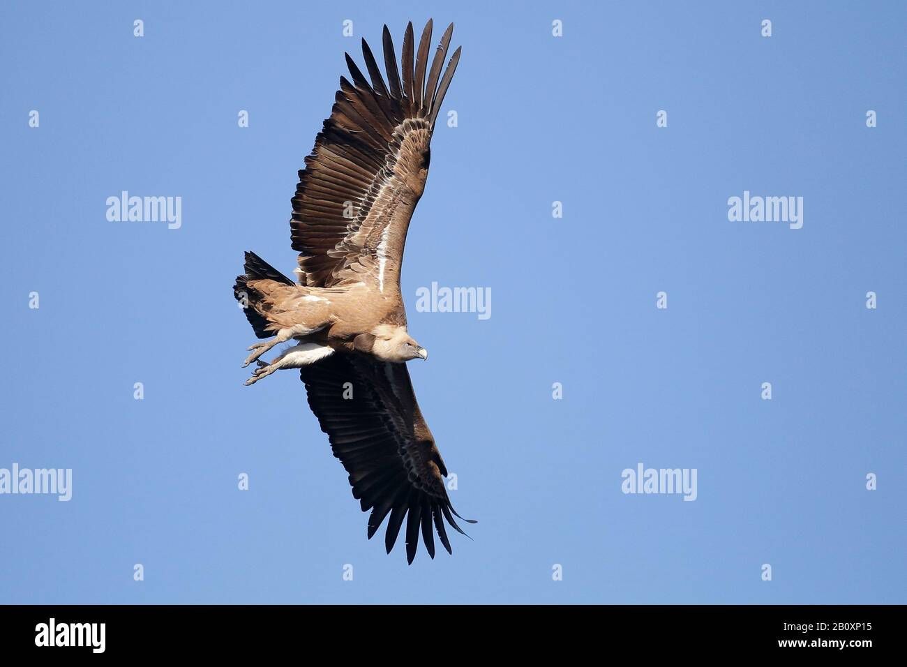 Capturing majesty flight clear blue sky hi-res stock photography and ...