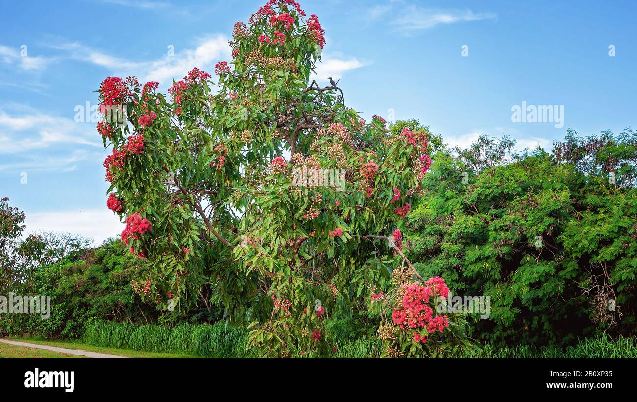 A pink flowering gum nut tree in parkland on a summers day Stock Photo ...