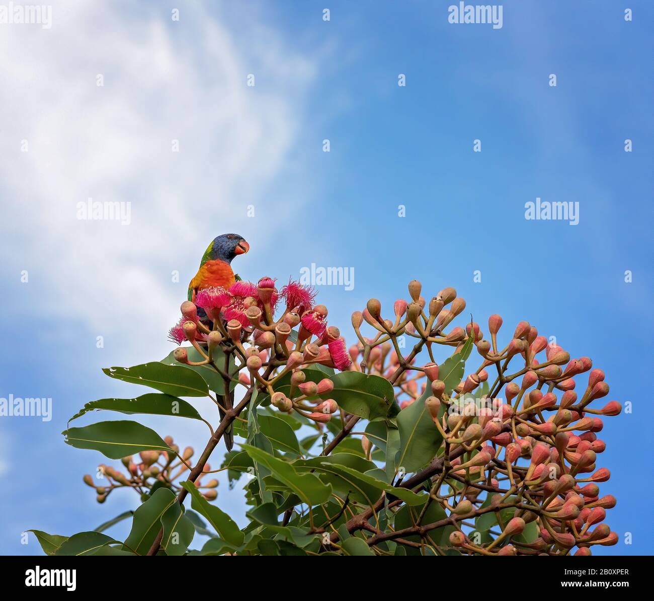 A rainbow lorikeet sitting on a pink flowering gum nut tree, isolated ...