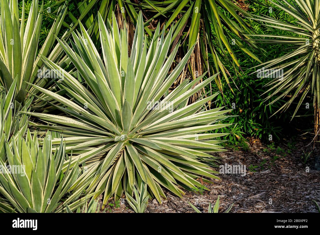 Spiky leaf agave growing in a garden in late afternoon sunshine Stock ...