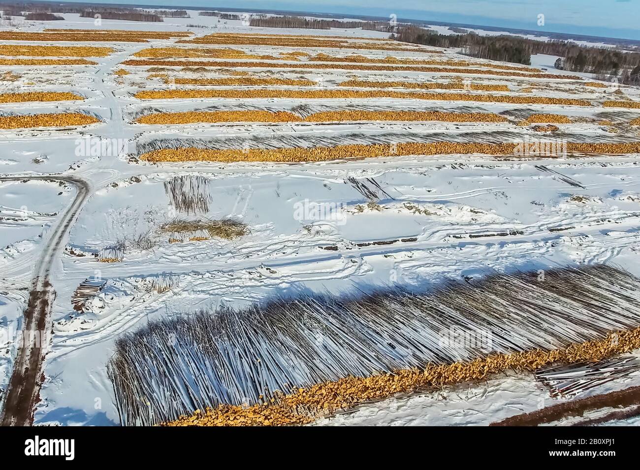 The felled trees lie under the open sky. Deforestation in Russia ...