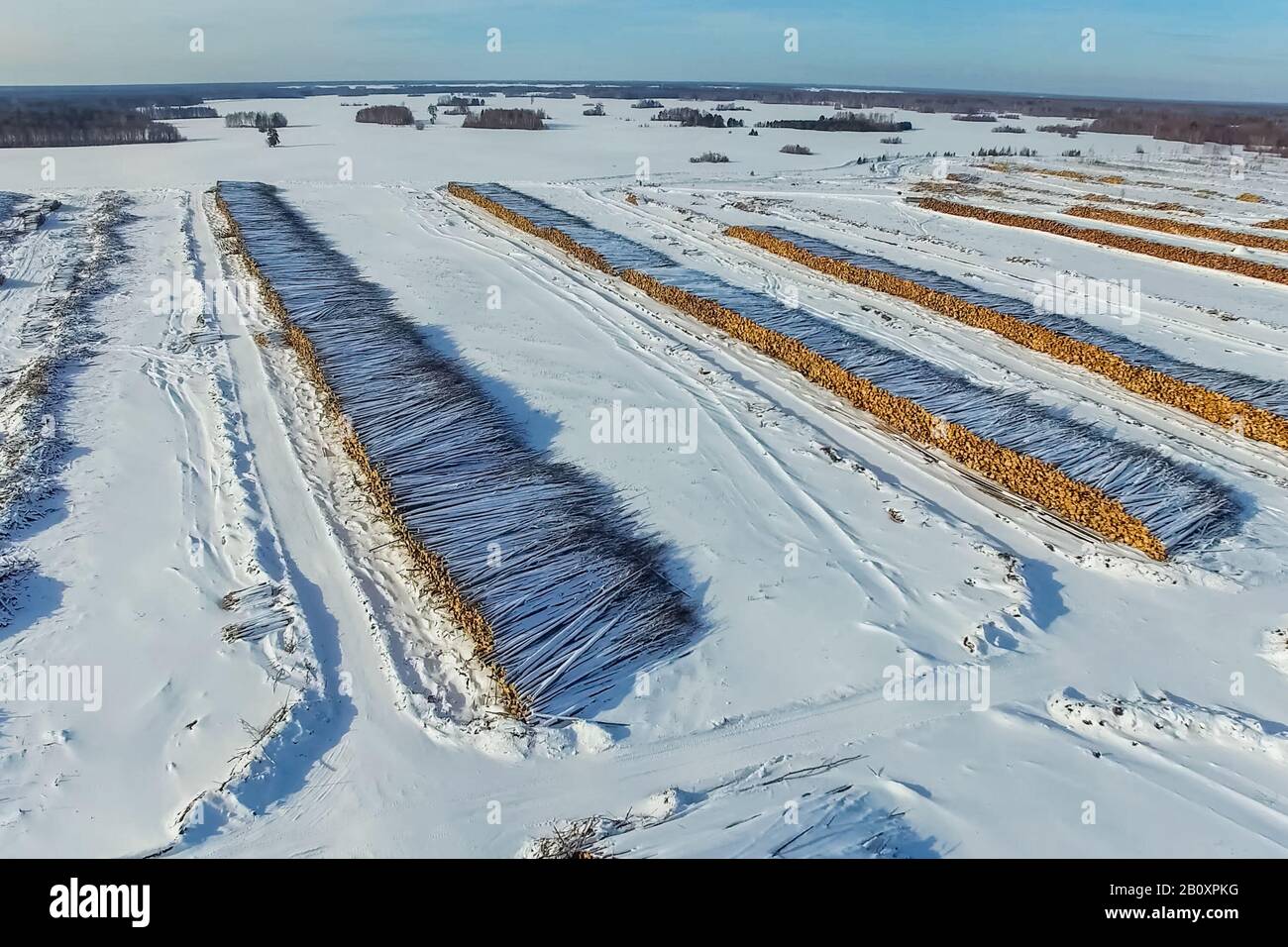 The felled trees lie under the open sky. Deforestation in Russia ...