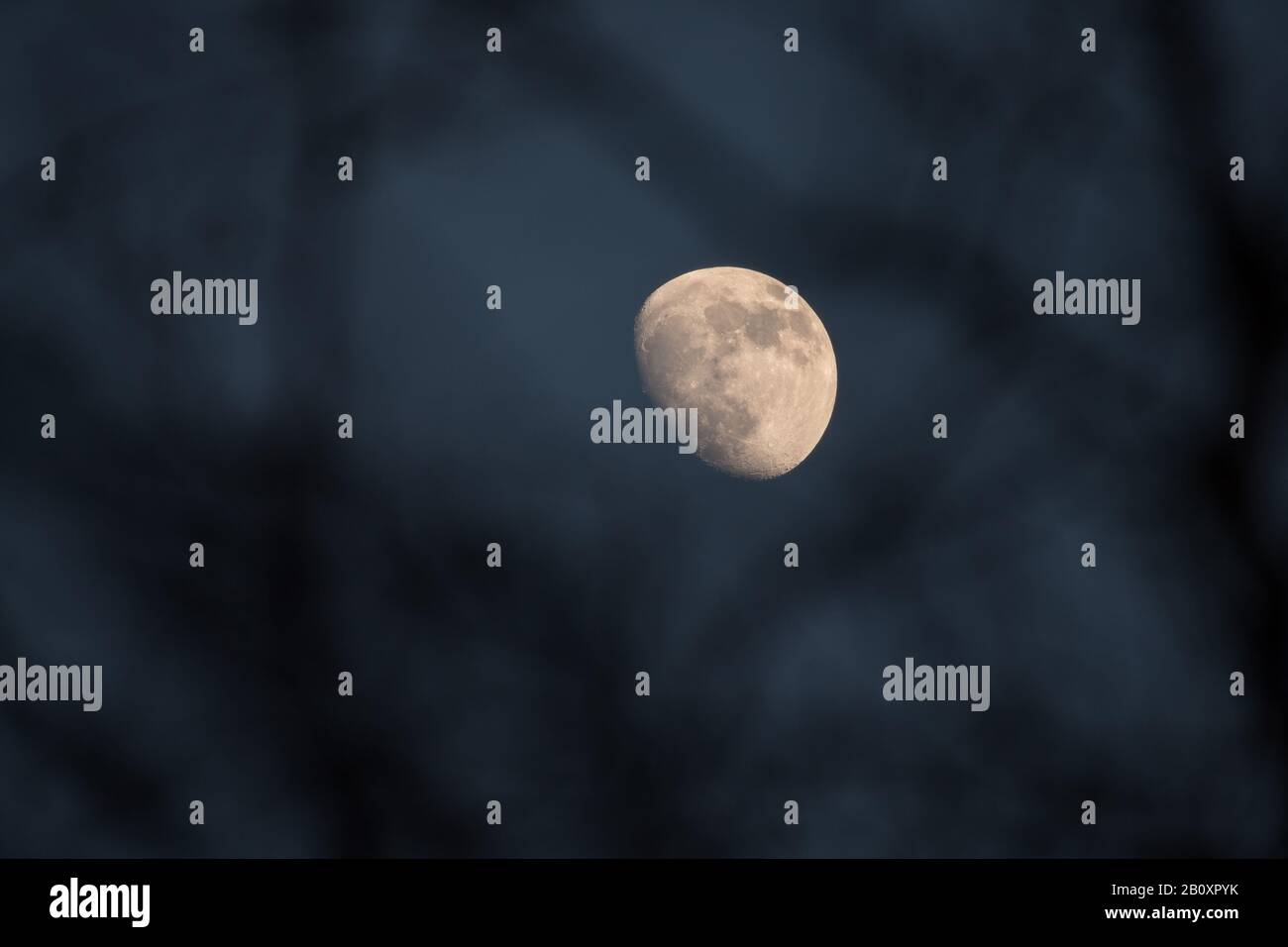 Lunar tree hi-res stock photography and images - Alamy