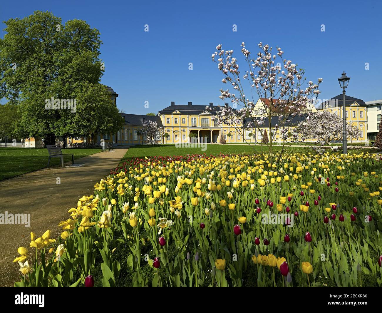 Orangery with blooming tulips and magnolias, Gera, Thuringia, Germany ...