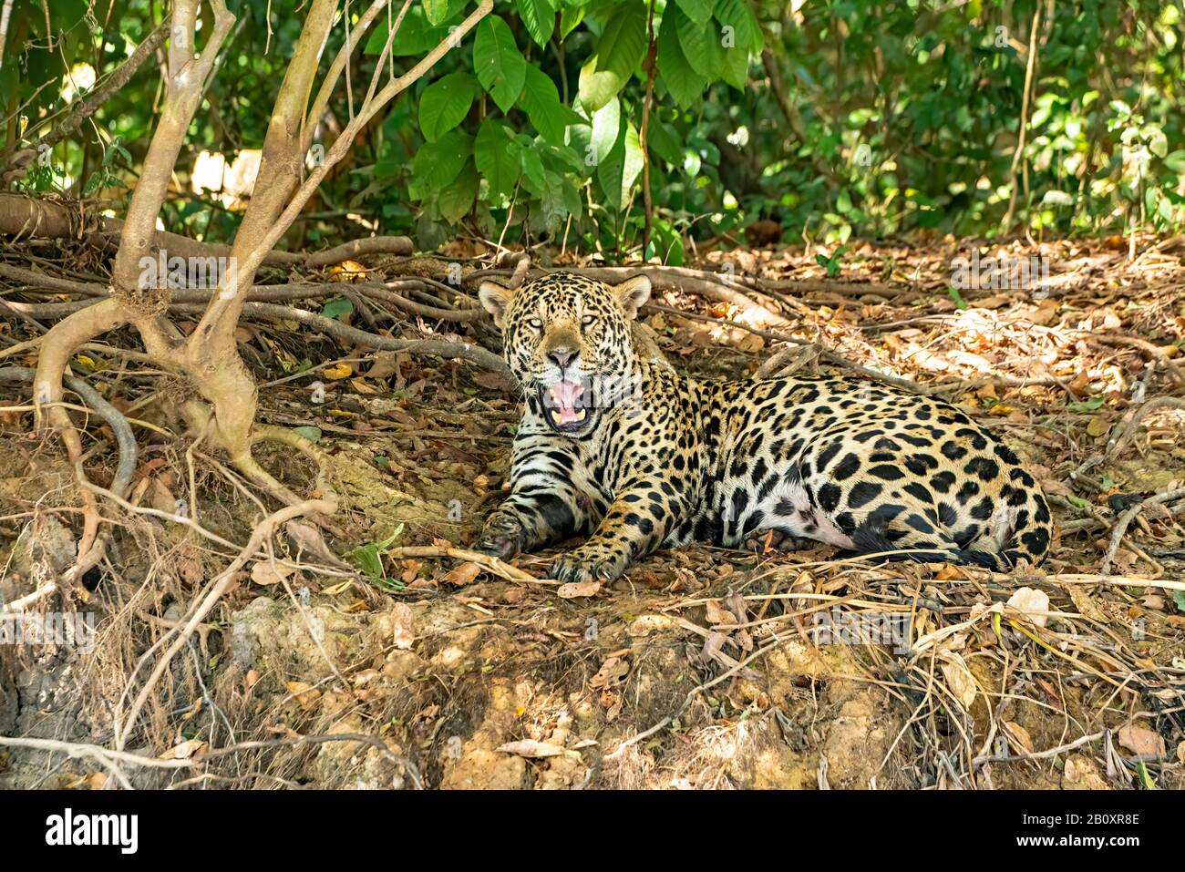 Jaguar with mouth open hi-res stock photography and images - Alamy