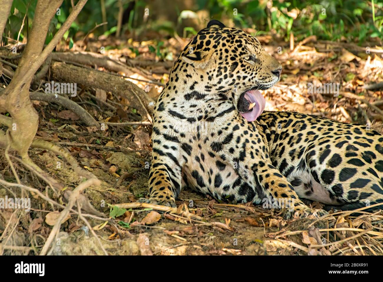 Jaguar With Mouth Open High Resolution Stock Photography and Images - Alamy