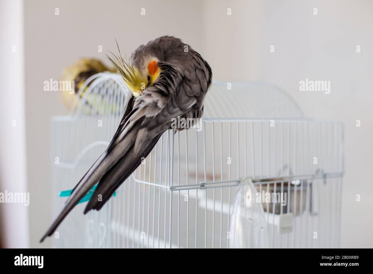 Cockatiel. Portrait, cute and curious young cockatiel, close up Stock ...