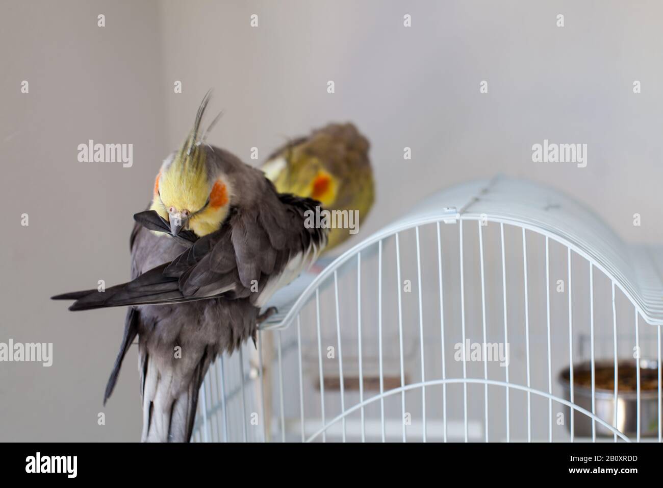 Cockatiel. Portrait, cute and curious young cockatiel, close up Stock ...