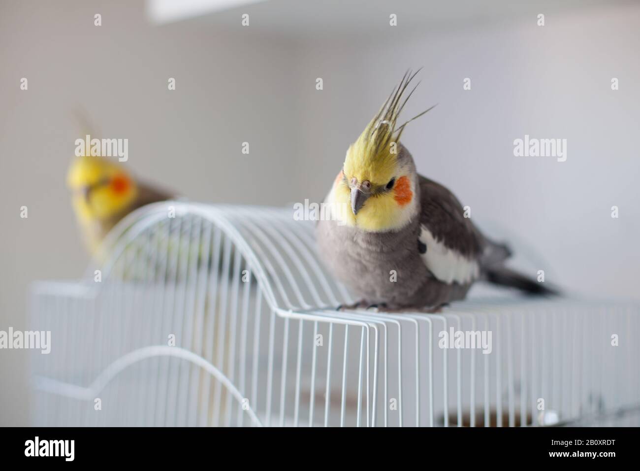 Smart cockatiel hi-res stock photography and images - Alamy