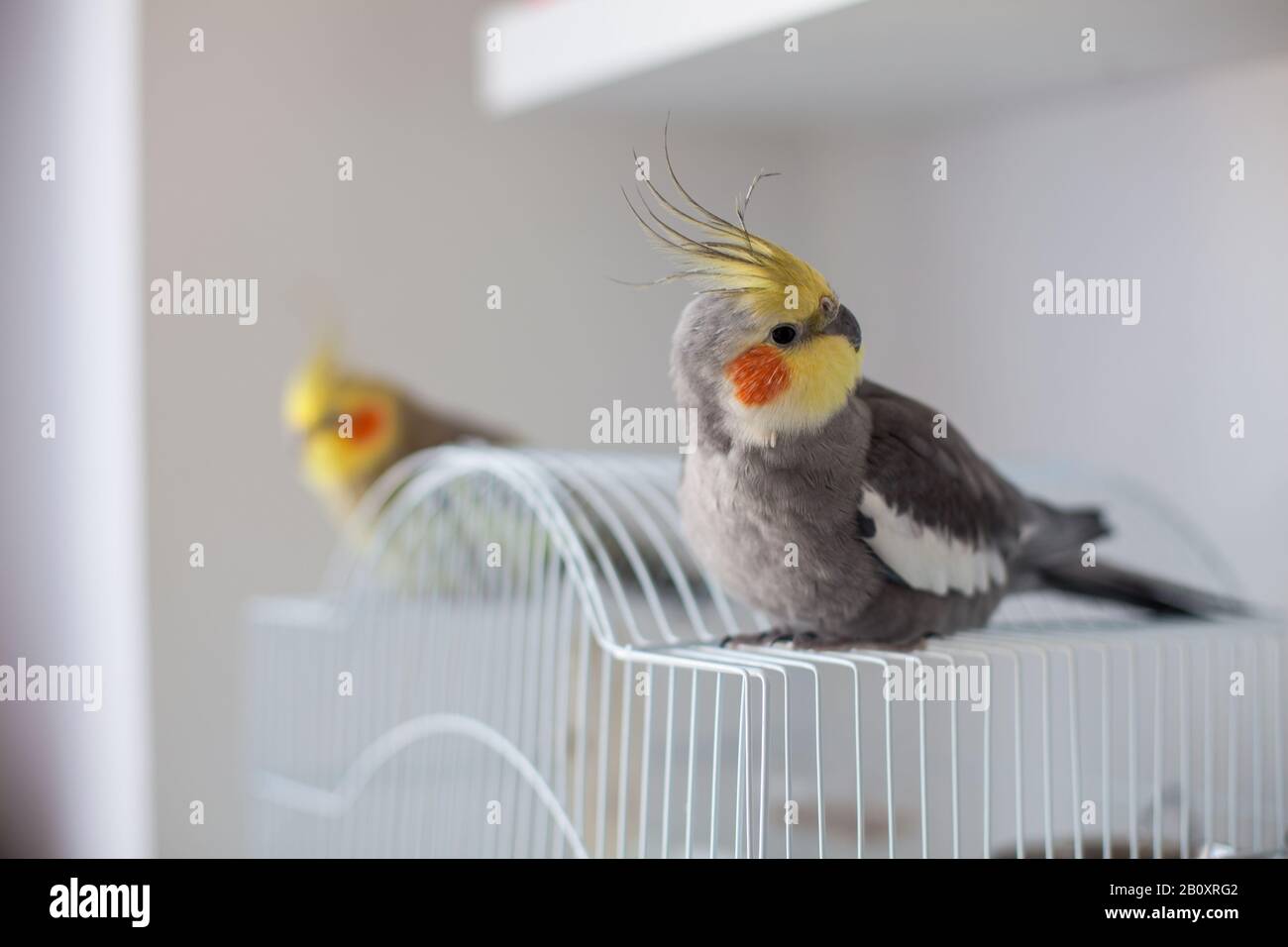 Cockatiel. Portrait, cute and curious young cockatiel, close up Stock ...