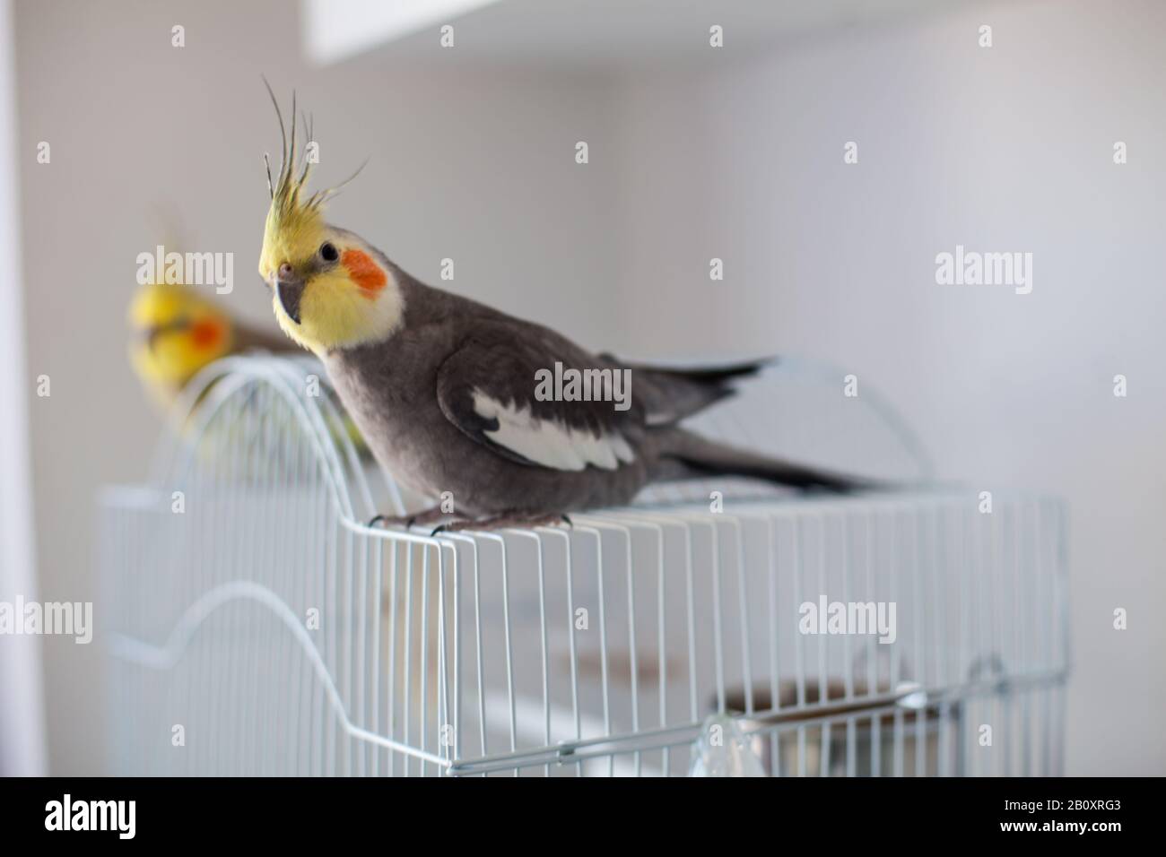 Cockatiel. Portrait, cute and curious young cockatiel, close up Stock ...