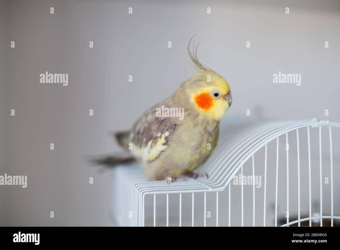 Cockatiel. Portrait, cute and curious young cockatiel, close up Stock ...