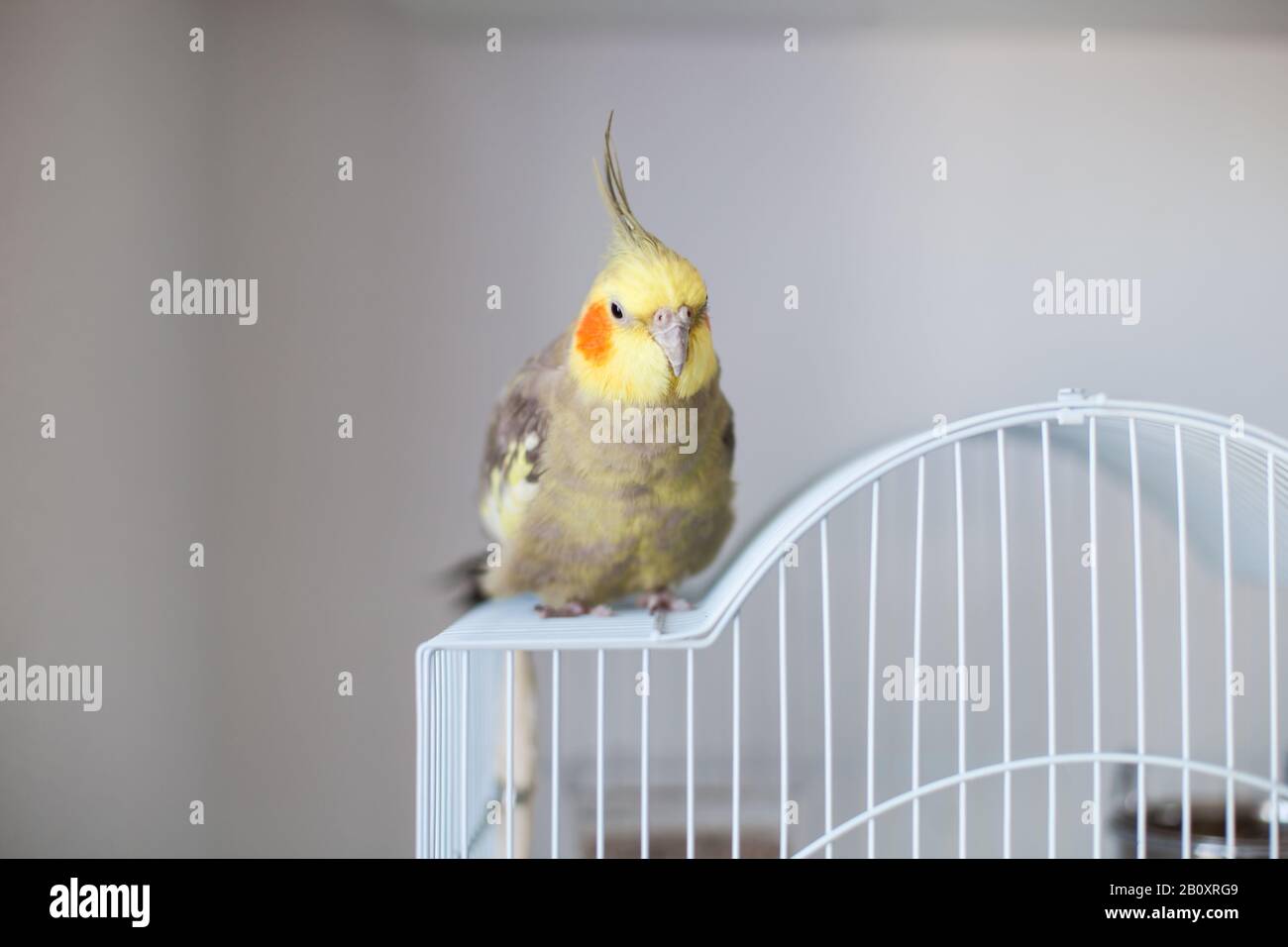 Cockatiel. Portrait, cute and curious young cockatiel, close up Stock ...
