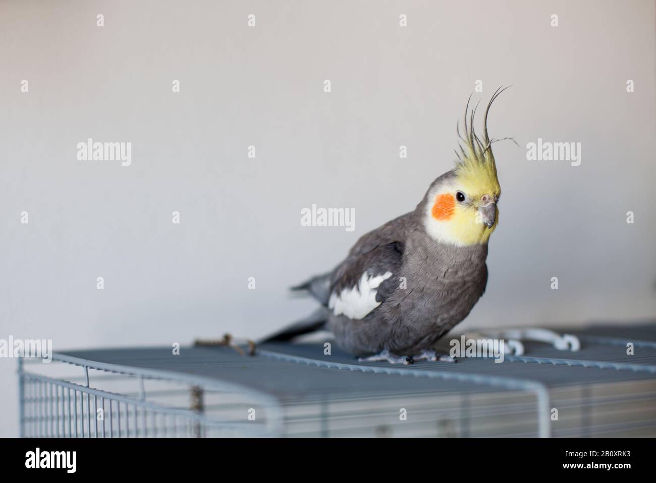 Smart cockatiel hi-res stock photography and images - Alamy