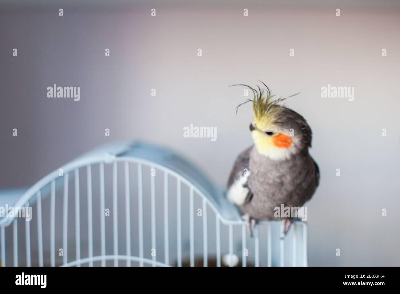 Cockatiel. Portrait, cute and curious young cockatiel, close up Stock ...