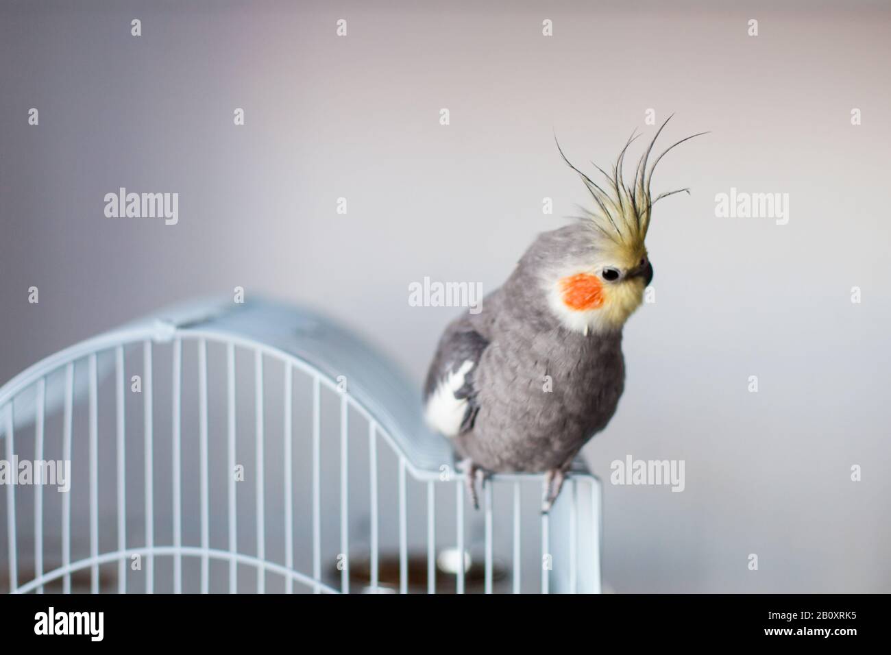 Smart cockatiel hi-res stock photography and images - Alamy