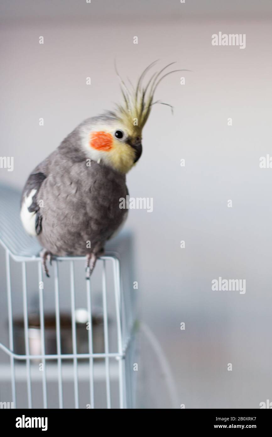 Smart cockatiel hi-res stock photography and images - Alamy