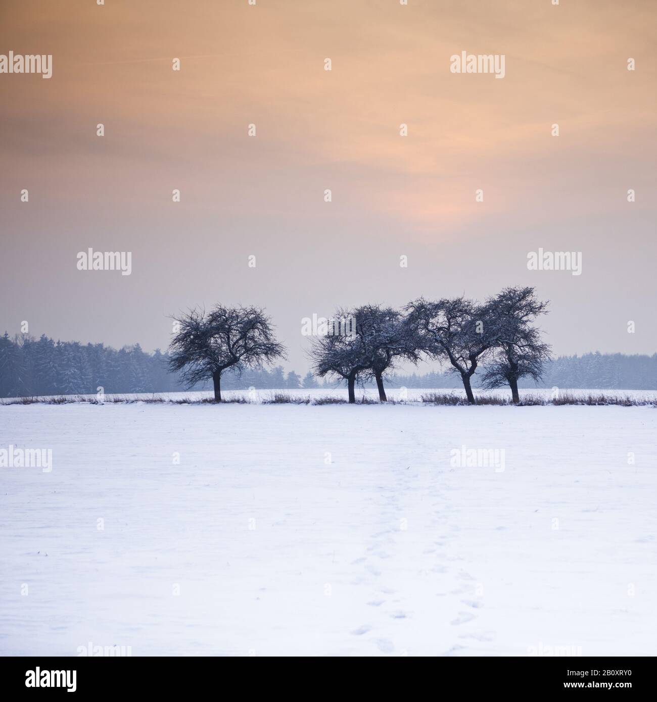 Trees with a load of snow in a forest hi-res stock photography and ...
