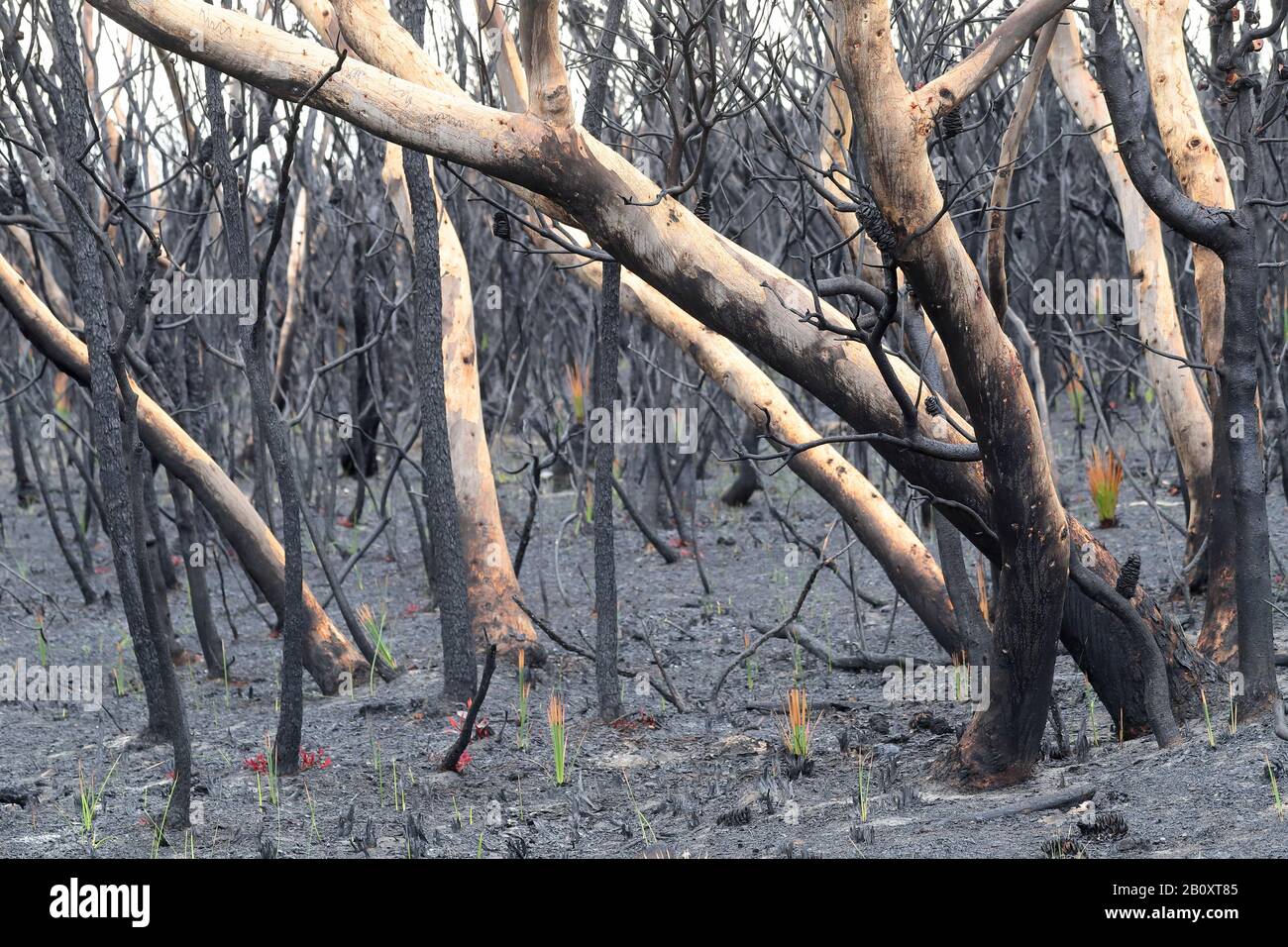 Australian bushfire hi-res stock photography and images - Alamy